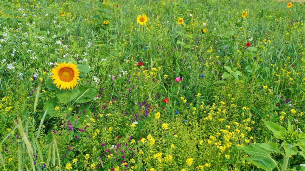 Grazing Corn (Maize) | Symbiosis Agriculture