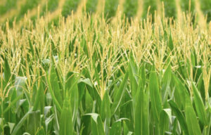 Grazing Corn (Maize) | Symbiosis Agriculture