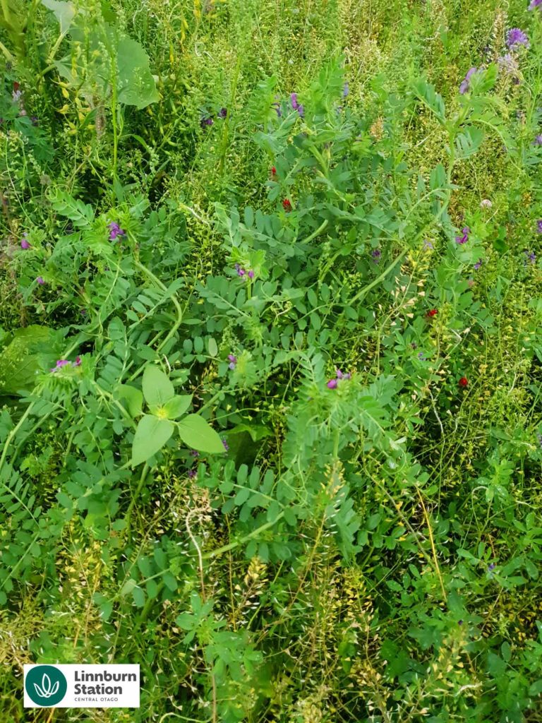 Vetch | Symbiosis Agriculture