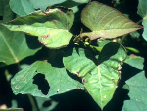 Calcium – Symbiosis Agriculture