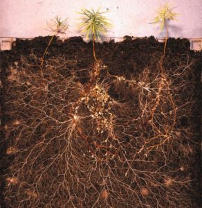 Mycorrhizal fungi can increase a tree’s root area by 1000% – Symbiosis ...