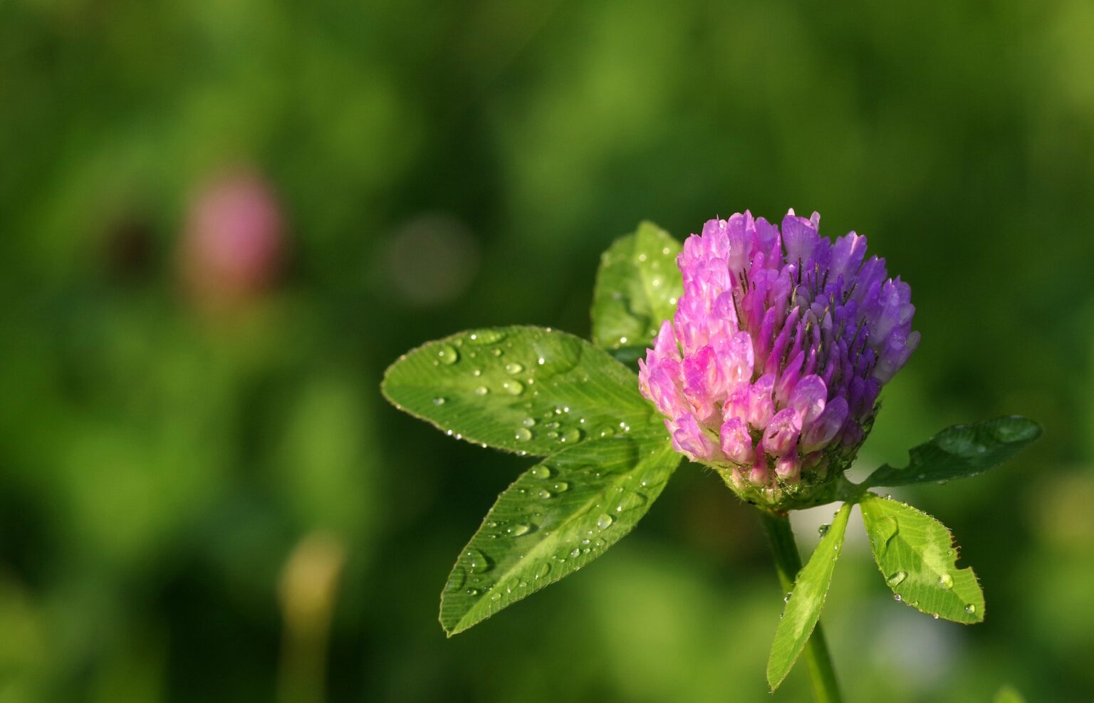 Red Clover – Symbiosis Agriculture