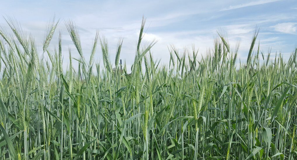 Triticale plant | Symbiosis Agriculture