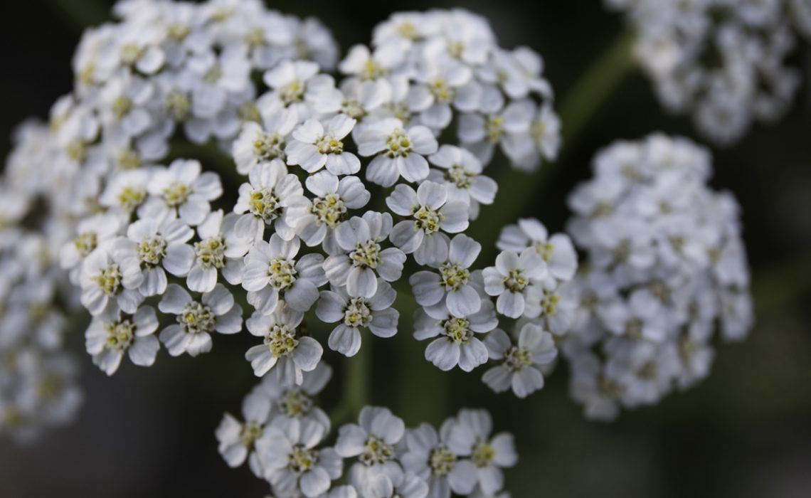 Yarrow herb – Symbiosis Agriculture
